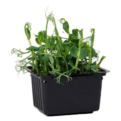 Affilla Cress - Al Rizq Trading